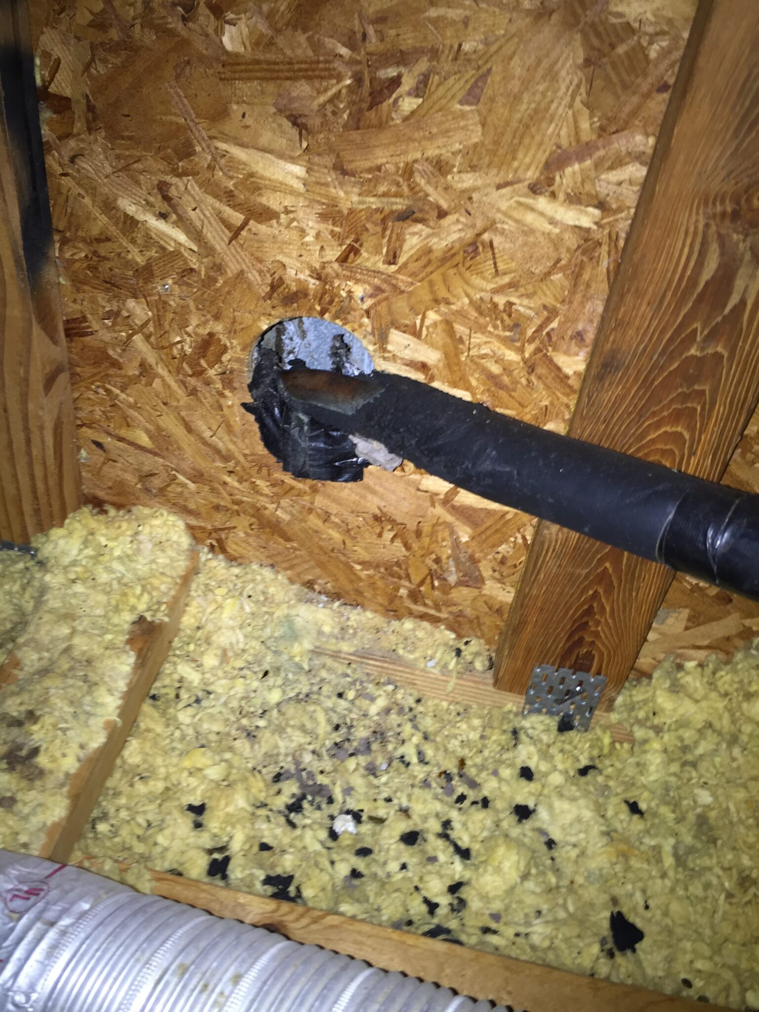 How to Identify Rat Droppings in the House - Trutech Wildlife ...